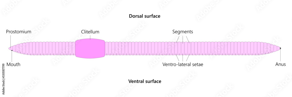 Earthworm is a segmented worm, an invertebrate of the phylum Annelida ...