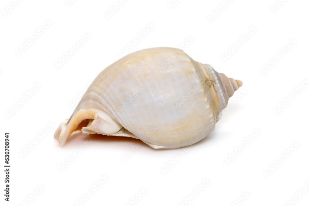 Stock-Foto „Image of phalium glaucum shell, common name the grey bonnet ...