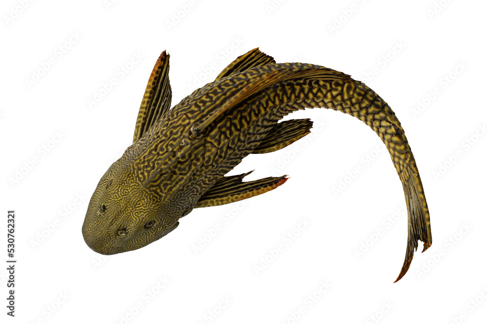PNG image of Suckermouth catfish ready to use. Hypostomus plecostomus ...