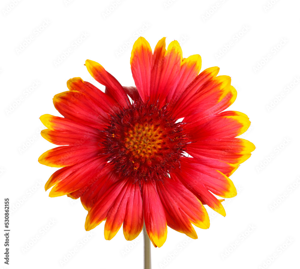 Red and yellow flower of the perennial Indian blanketflower, also known ...