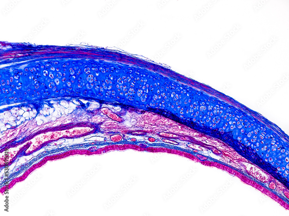 layers of trachea wall under the microscope - optical microscope x100 ...