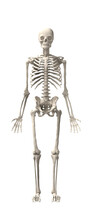 Human Skeleton Free Stock Photo - Public Domain Pictures