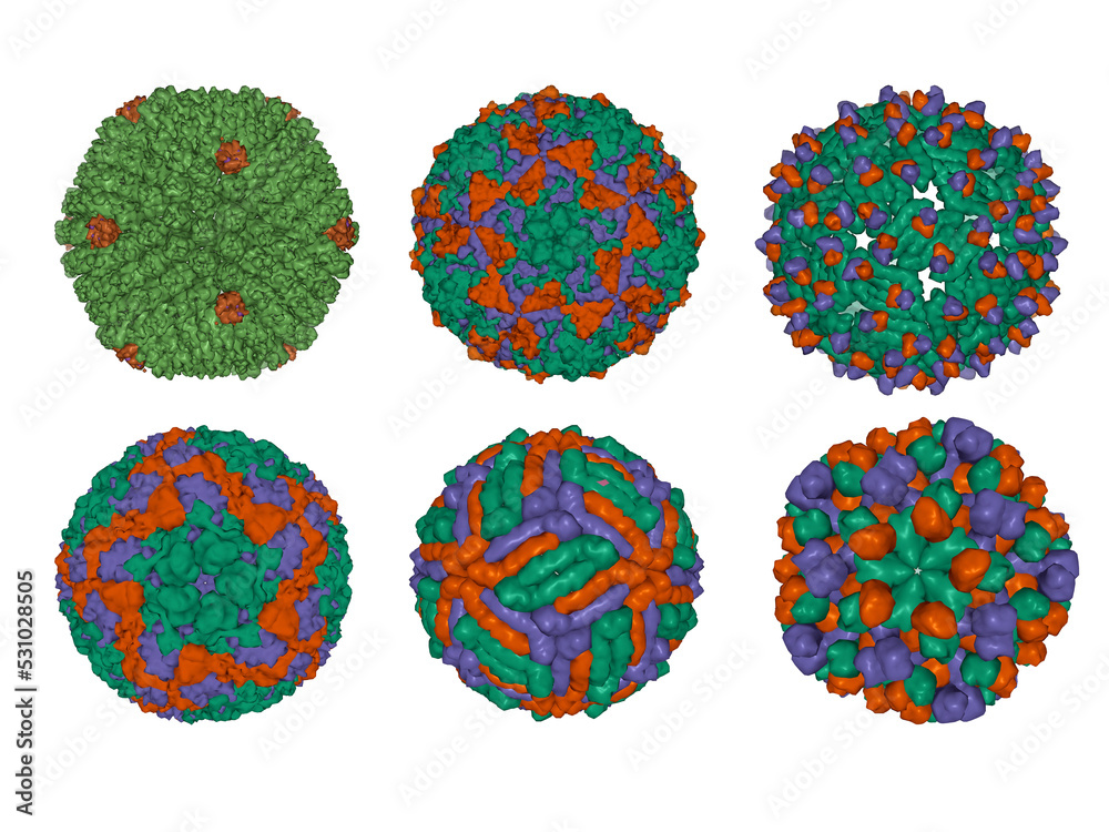 Diversity of capsid proteins structural arrangements in icosahedral viruses, 3D Gaussian models ...