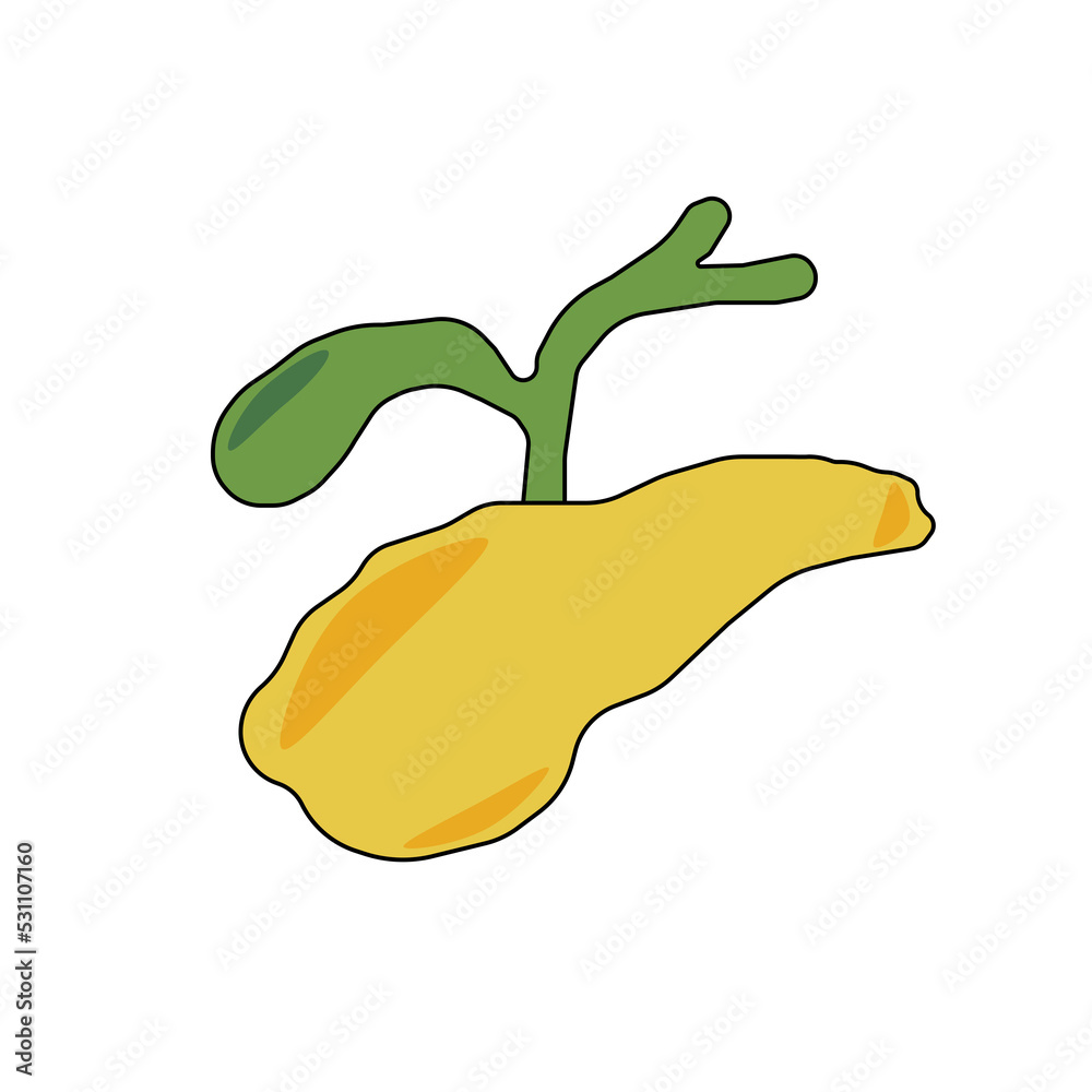 Pancreas and Gall Bladder 3D colored image on human body for education ...