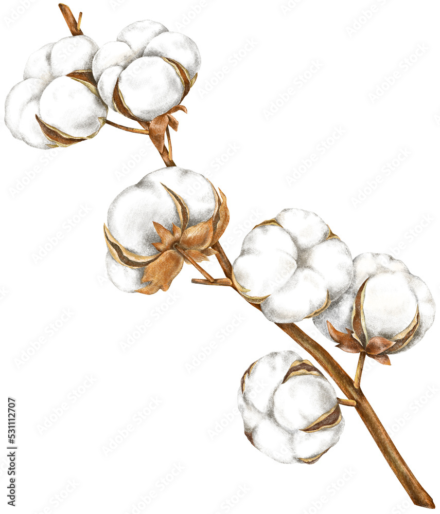 Cotton Clipart