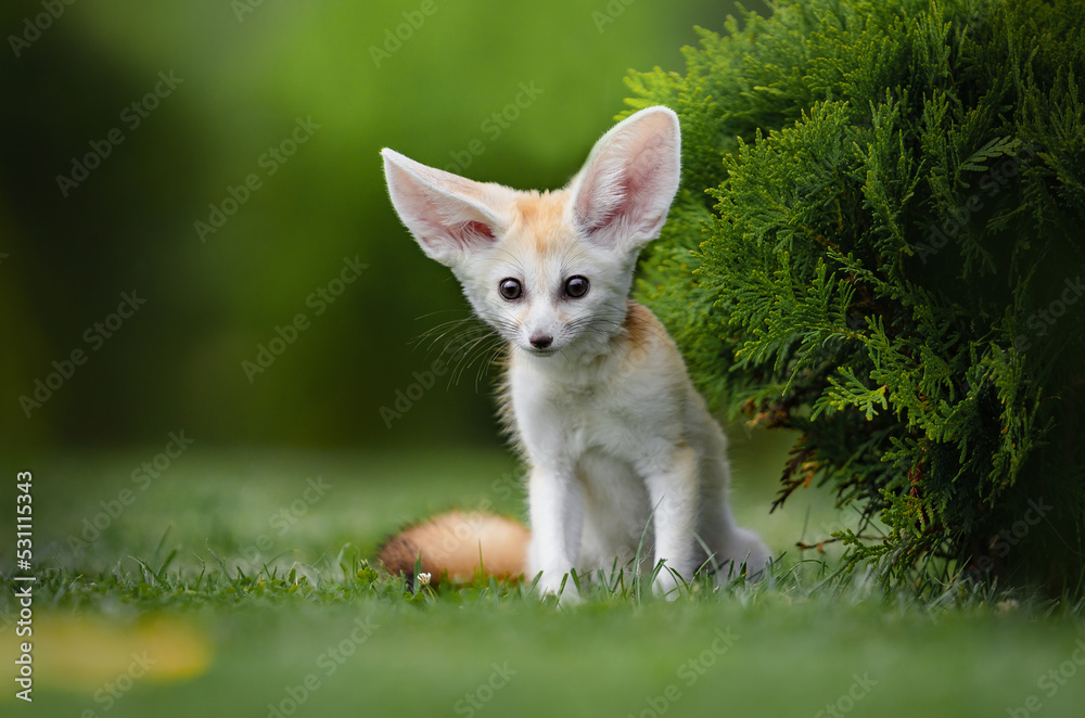 Pet Fennec fox puppy sitting outdoors in the grass Stock Photo | Adobe ...