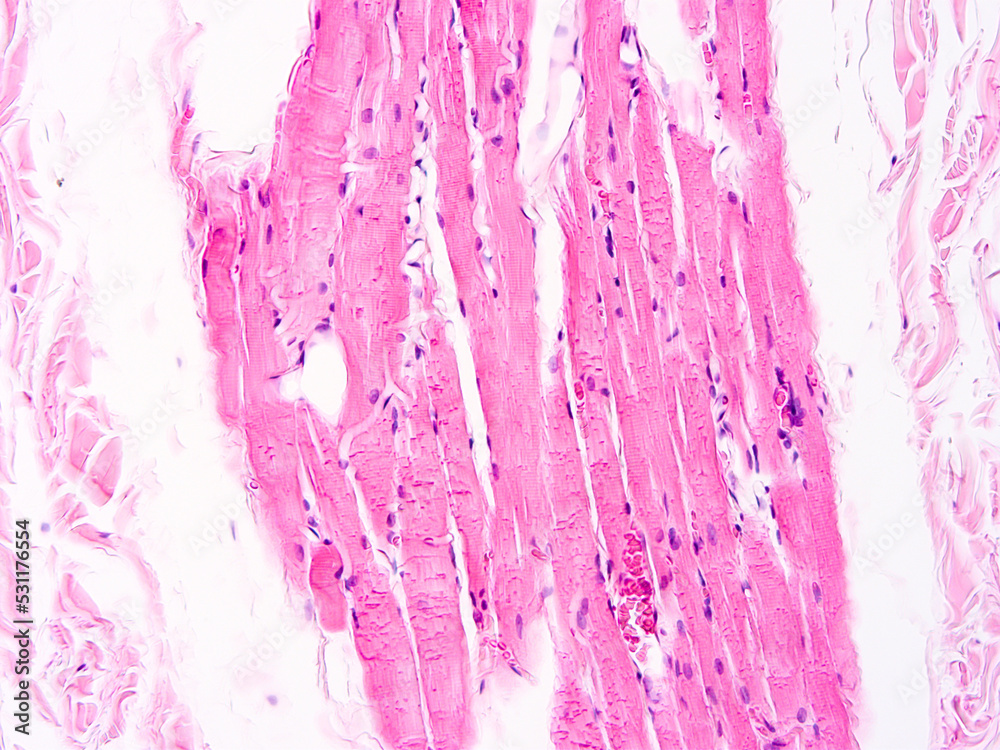 Foto de Stock Histology of human tissue, show epithelial tissue and ...