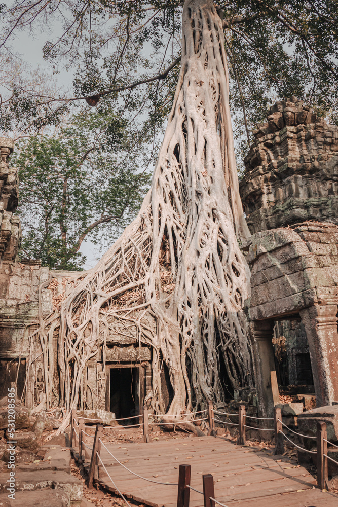 Strangler fig tree overgrowing on a ruin temple in Angkor Wat ...
