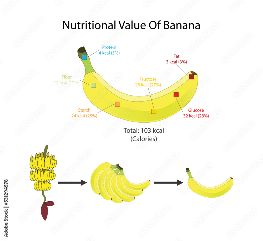 illustration of biology and food science, Nutritional Value of Banana ...