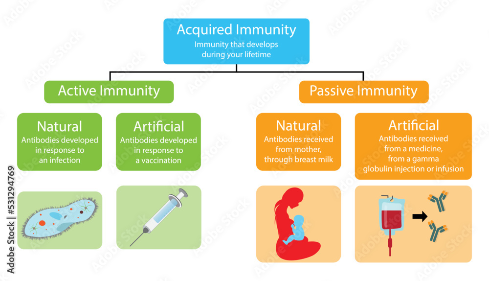 illustration of biology and medical, Acquired immunity, Immunity that develops during lifetime ...