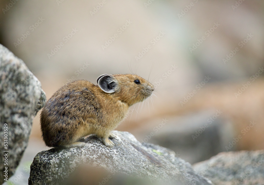 Fotografie Pika - close up detailed portrait of a Pika atop a lookout ...