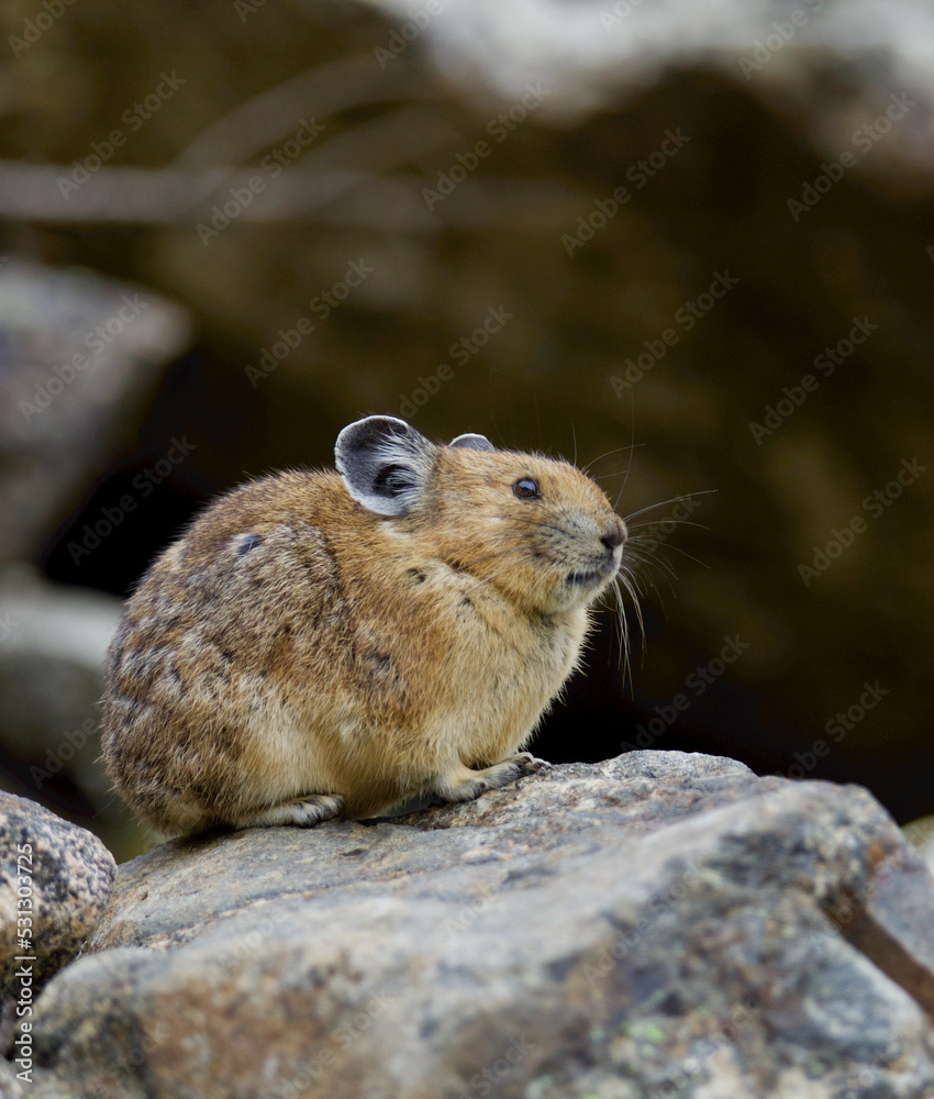 American Pika close up detailed portrait of a Pika in classic alpine ...