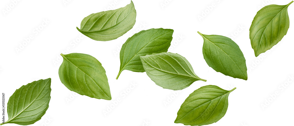 Falling basil leaves isolated Stock Photo | Adobe Stock