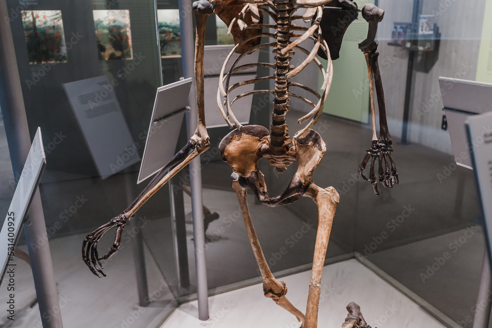 Foto de Stock 22 July 2022, Dusseldorf, Germany: Reconstruction of the skull and bones remains ...