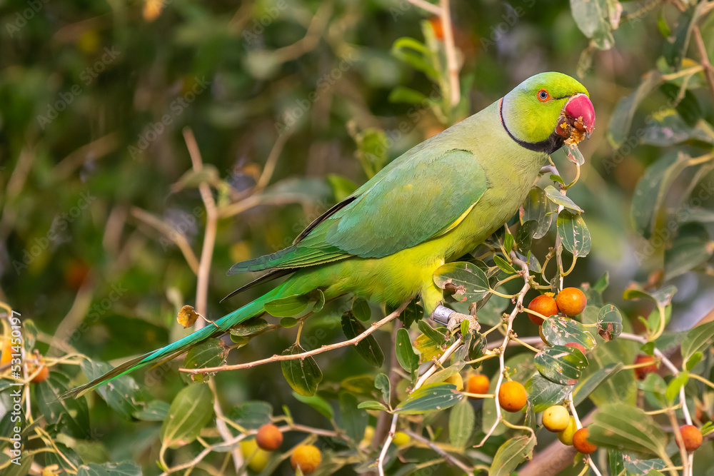 Rose - ringed paraket, ring-necked parakeet or Indian ringneck parrot ...