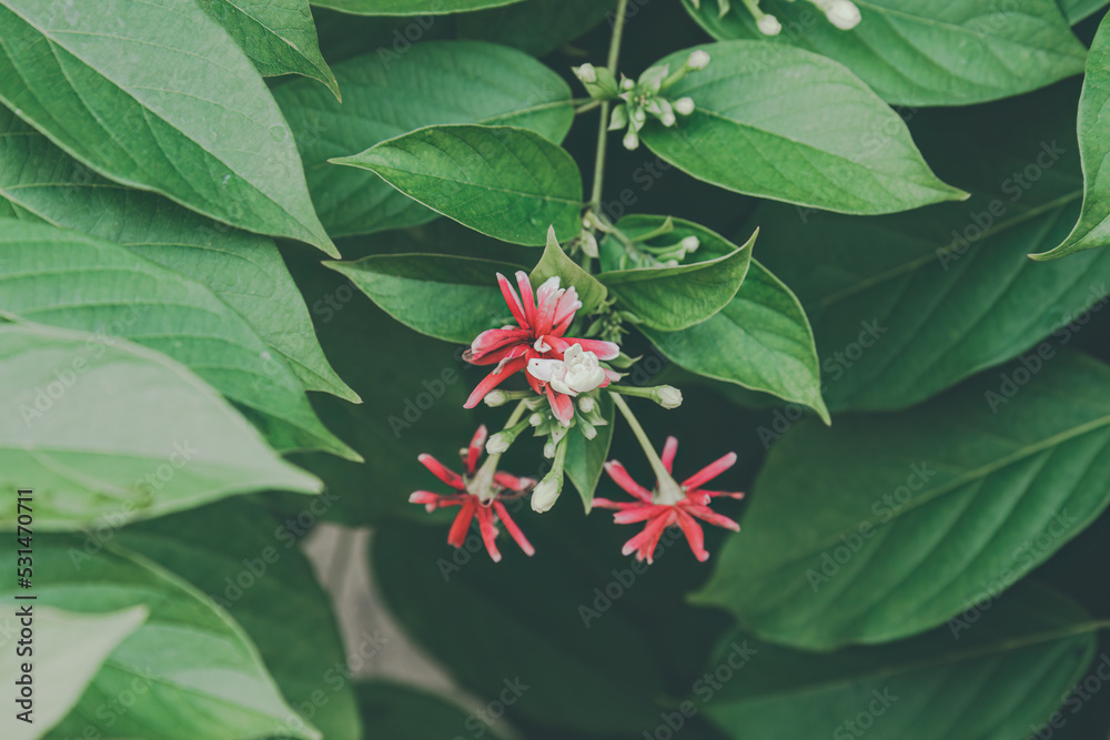 Dutch jasmine flowers (Quisqualis indica) as Chinese honeysuckle ...