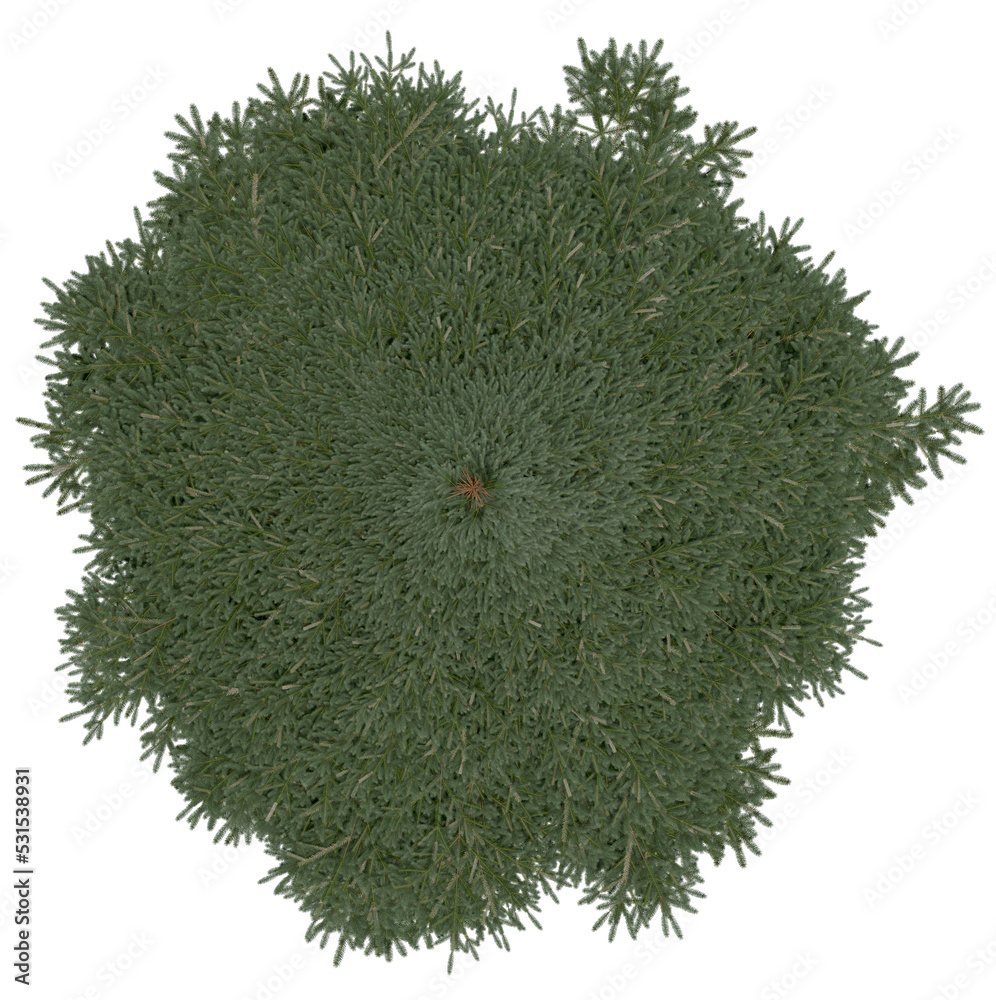 3d rendering of Picea Rubens PNG vegetation tree for compositing or ...