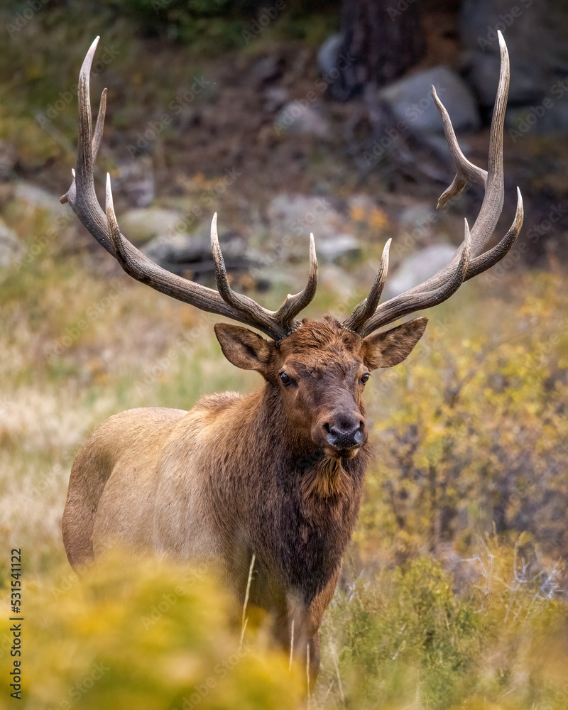 Bull Rocky Mountain elk (cervus canadensis) standing facing head on ...