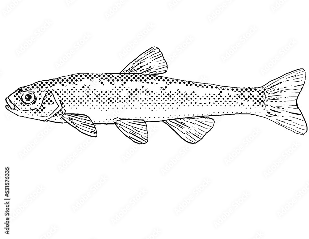 Cartoon style line drawing of a northern pearl dace or Margariscus ...