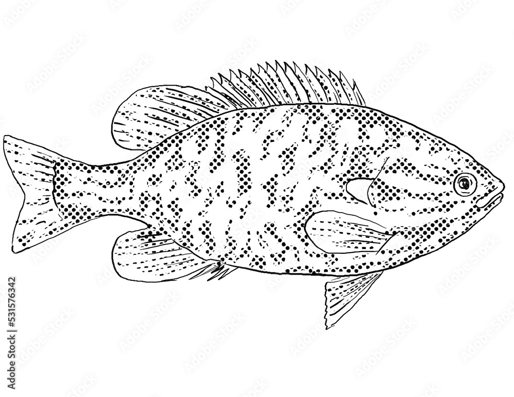 Cartoon style line drawing of a northern sunfish or Lepomis peltastes a ...