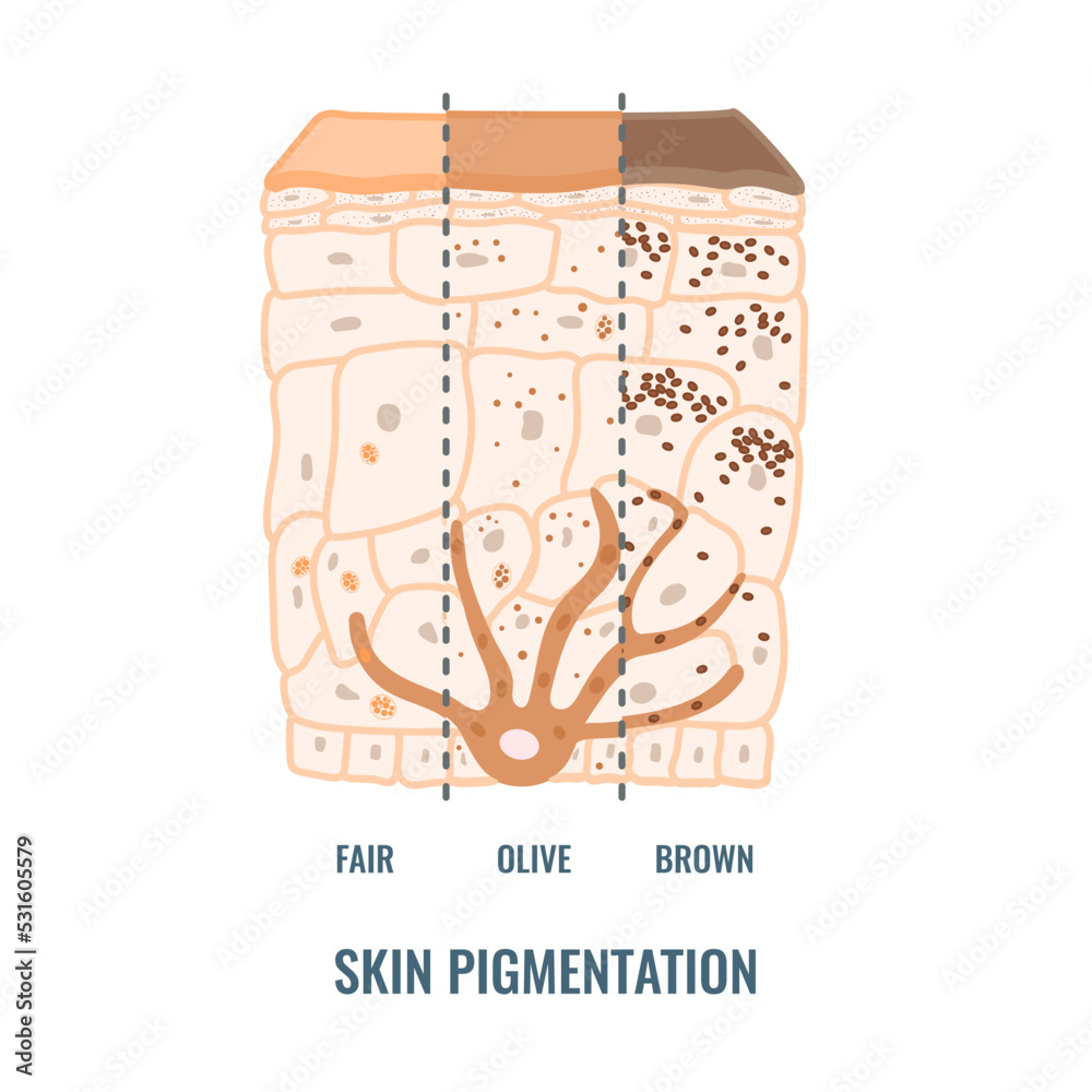 Melanin content and distribution in different skin phototypes ...