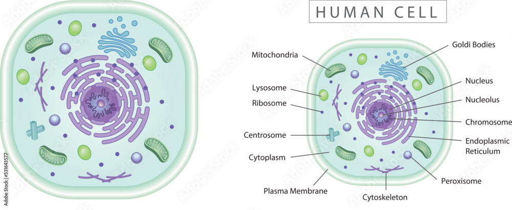 Human cell simple diagram best for educational materials, marketing ...
