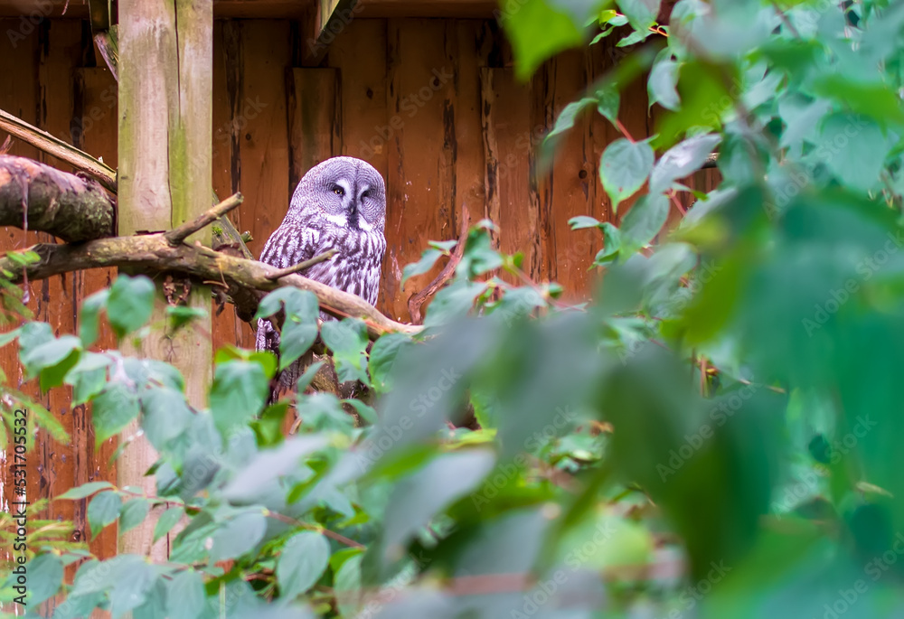 Great grey owl (Strix nebulosa), also known as Phantom of the North ...