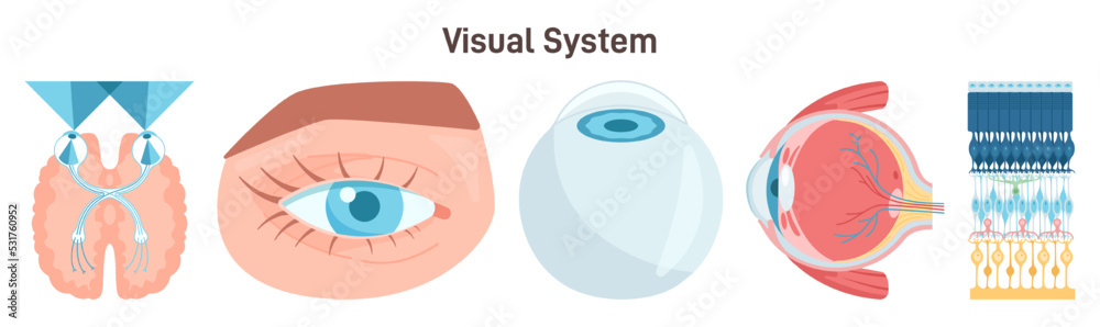 Human vision system. Eyeball anatomy, visual organ systems. Stock ...