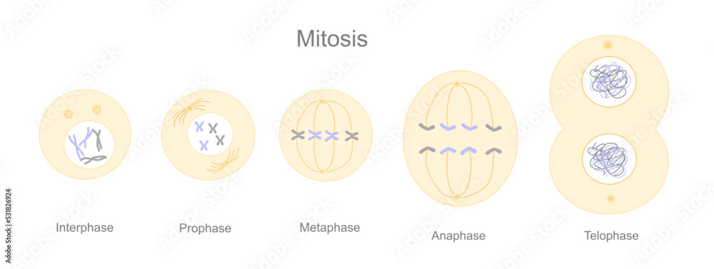 The process or stages of cell division (Mitosis) : Interphase, Prophase ...