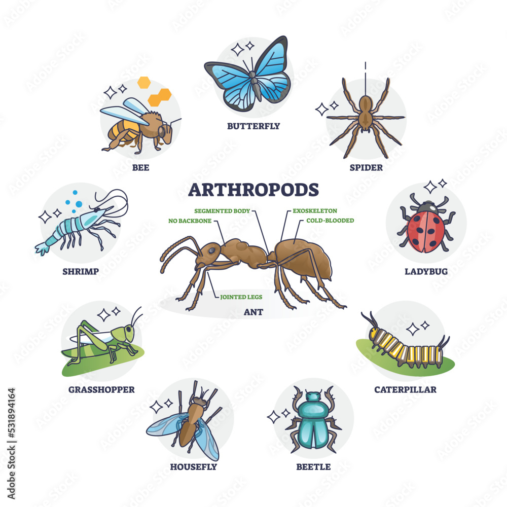 Vector de Stock Arthropods animal group collection or segmented ant ...