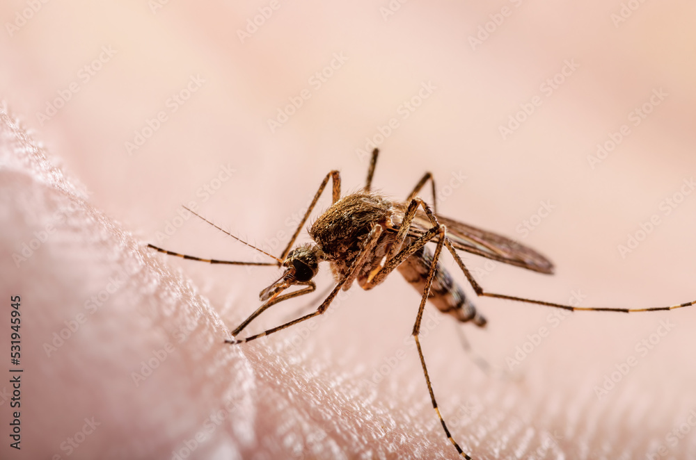 Malaria Infected Mosquito Bite. Leishmaniasis, Encephalitis, Yellow ...