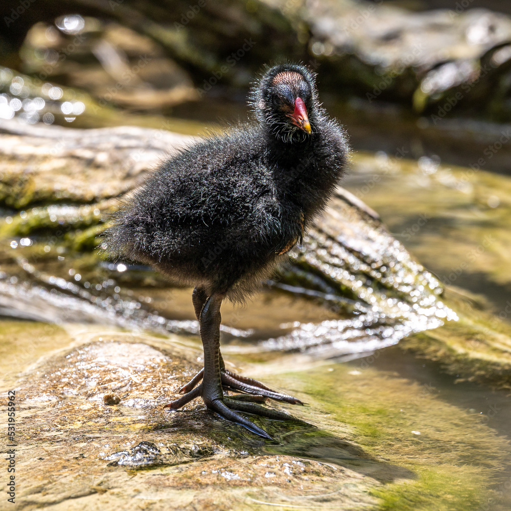 Little Common moorhen baby, Gallinula chloropus also known as the ...