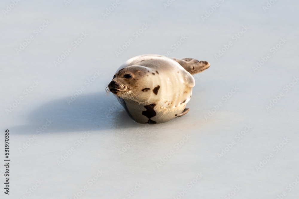 Foto de Stock A small wild harbour harp seal pup laying on cold frozen ...