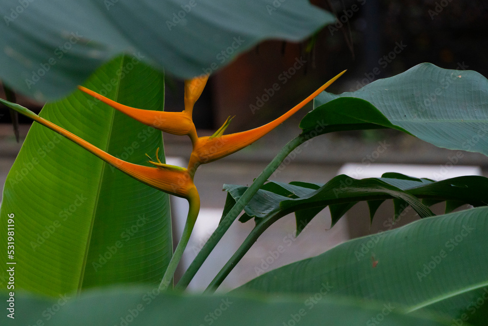 Foto de Stock Distribución y hábitat. "El género Heliconia (200-250 spp ...