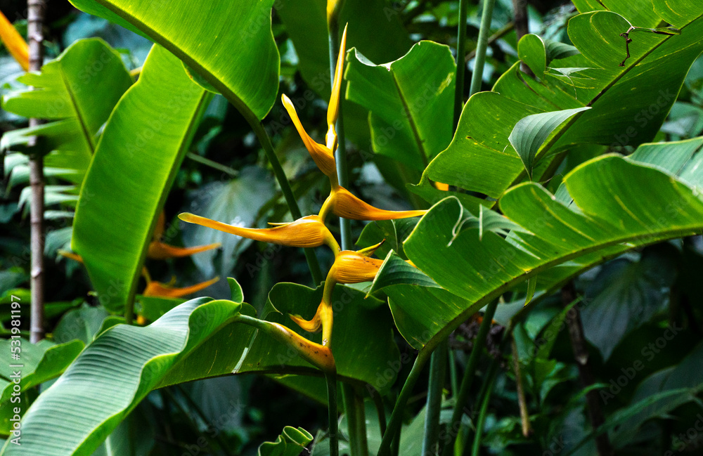 Distribución y hábitat. "El género Heliconia (200-250 spp ...