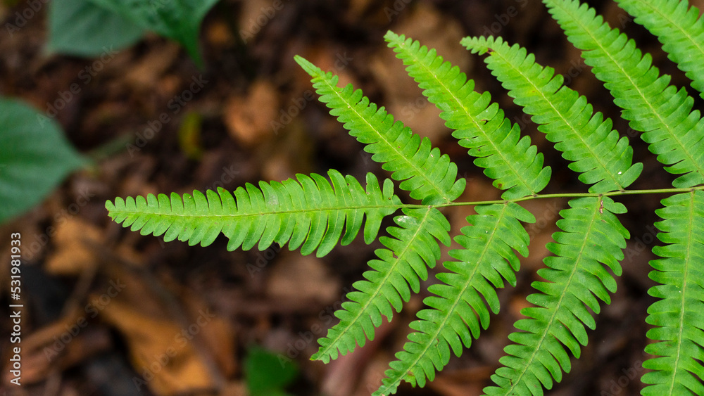 Pteridophyta Los helechos (taxón Filicopsida, Pterophyta, Filicinae o ...