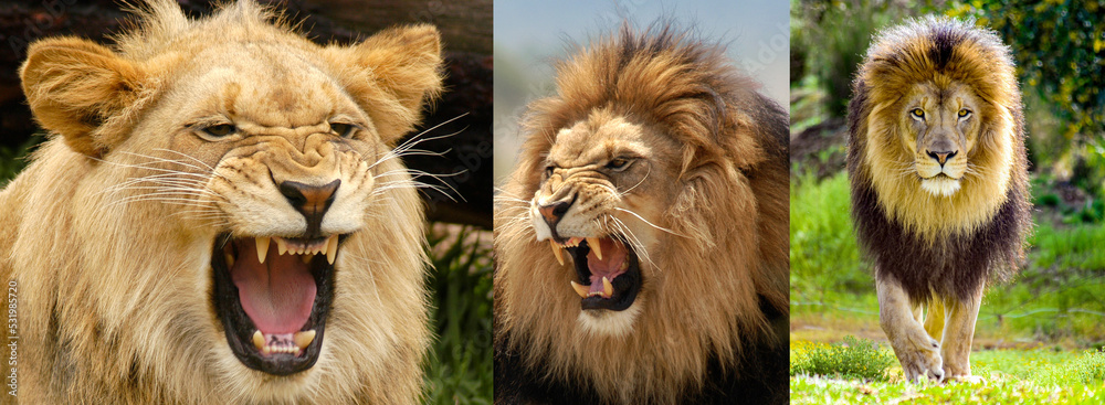 Lion portraits showing three stages of growth of this male lion. Stock ...
