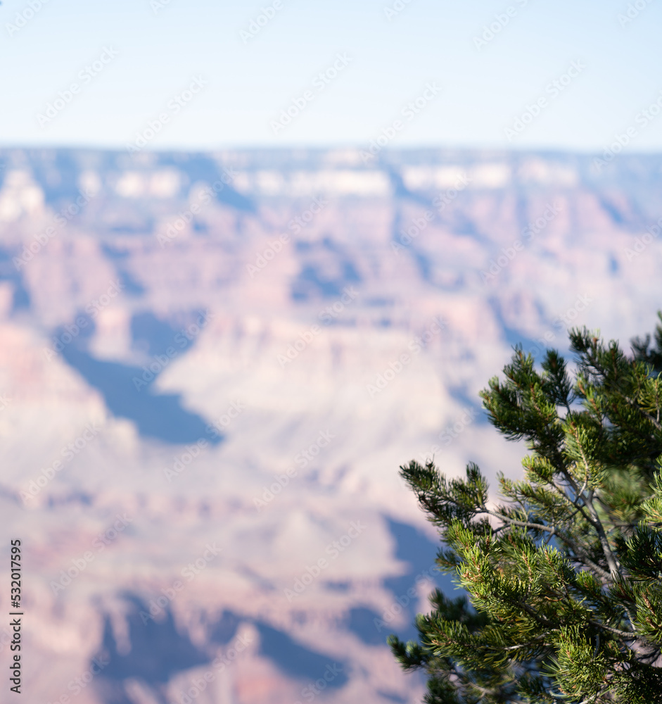Branches of a pine tree over the brink of the Grand Canyon. Stock Photo ...