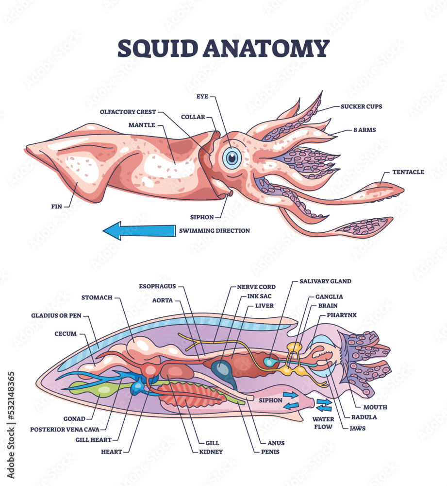 Squid anatomy and underwater creature inner biological parts structure ...