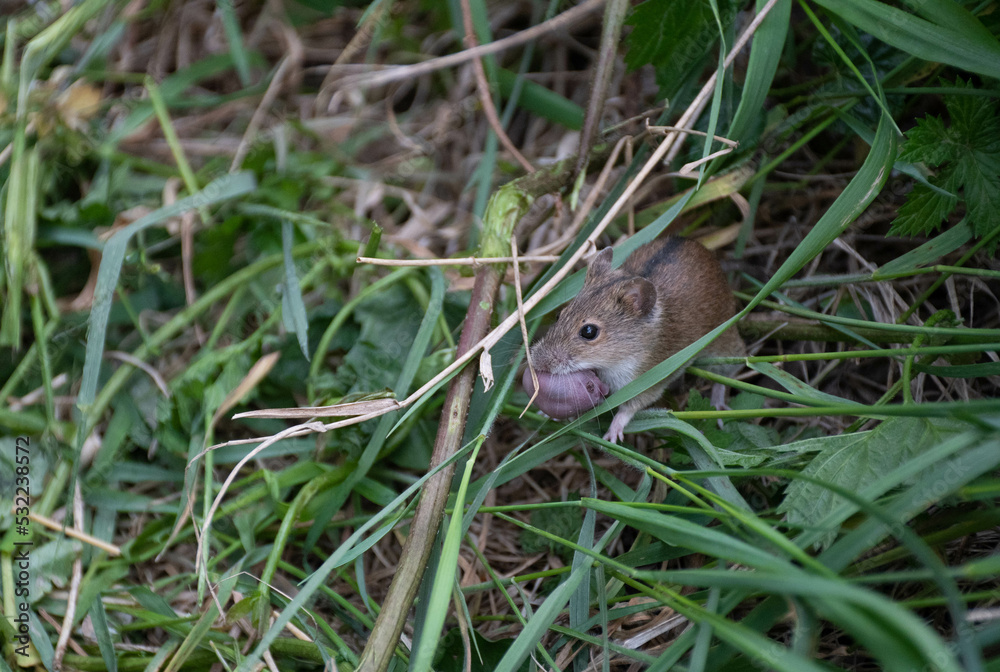 Field mouse (Apodemus agrarius) Mouse in green grass in nature close up ...