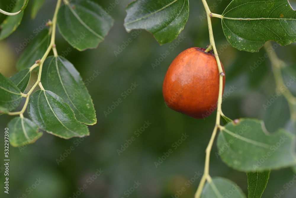 Jujube nuts. Rhamnaceae deciduous fruit tree. It has pale green flowers ...