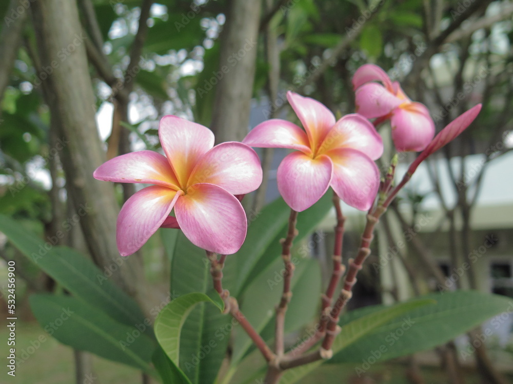Stock-Foto „Japanese frangipani or adenium is a species of ornamental ...