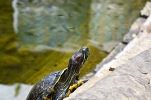 Red-eared Slider Turtle Free Stock Photo - Public Domain Pictures