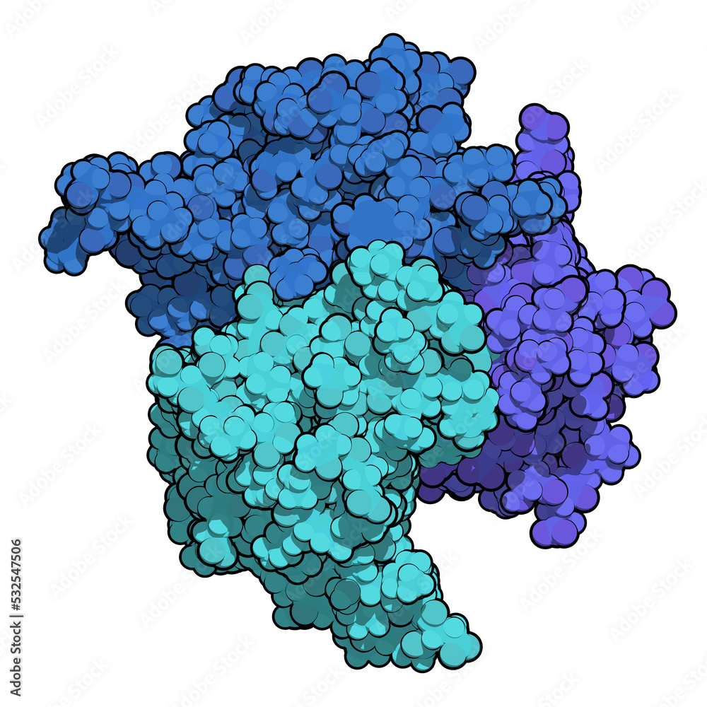 B-cell activating factor (BAFF, extracellular domain fragment) protein ...