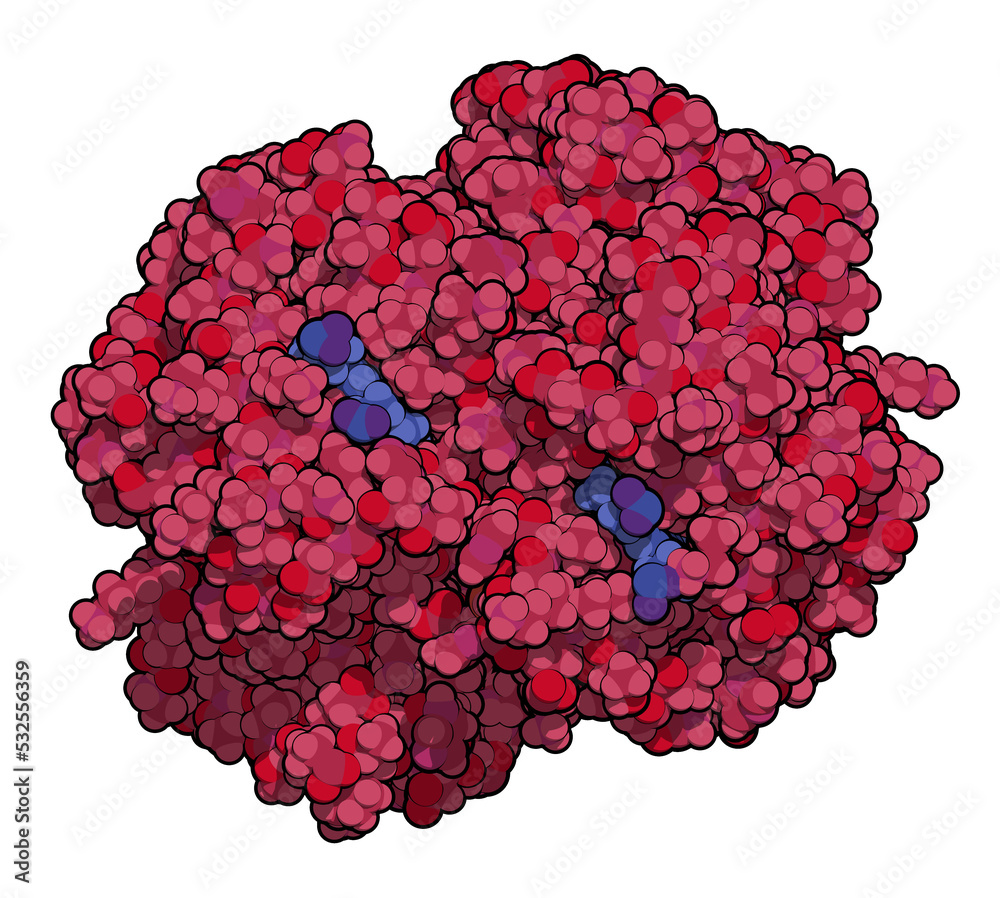 Hemoglobin (human, Hb) protein molecule, 3D rendering. Iron-containing ...