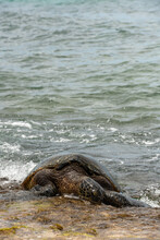 Hawaiian Green Sea Turtles Free Stock Photo - Public Domain Pictures