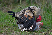 Rooster And Hen Mating Free Stock Photo - Public Domain Pictures