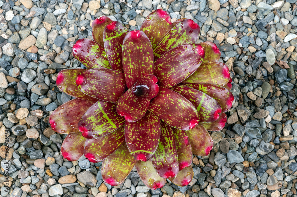 Neoregelia 'Manoa Beauty' a hybrid tank bromeliad plant with mottled ...
