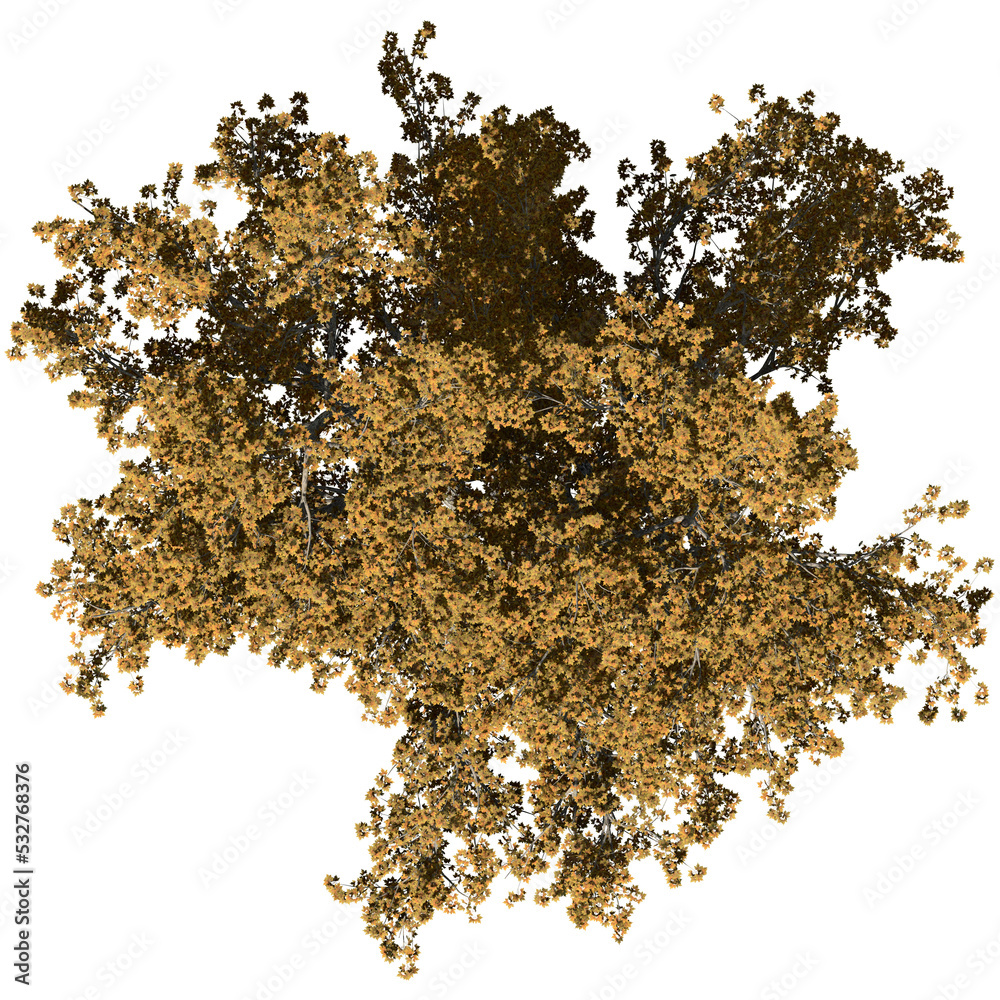 American Sycamore Tree – Isolated Top View Stock Photo | Adobe Stock