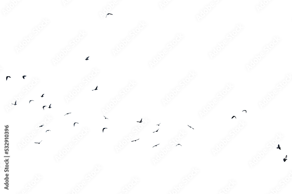 A swarm, group of doves flying in the sky, isolated in png transparent ...